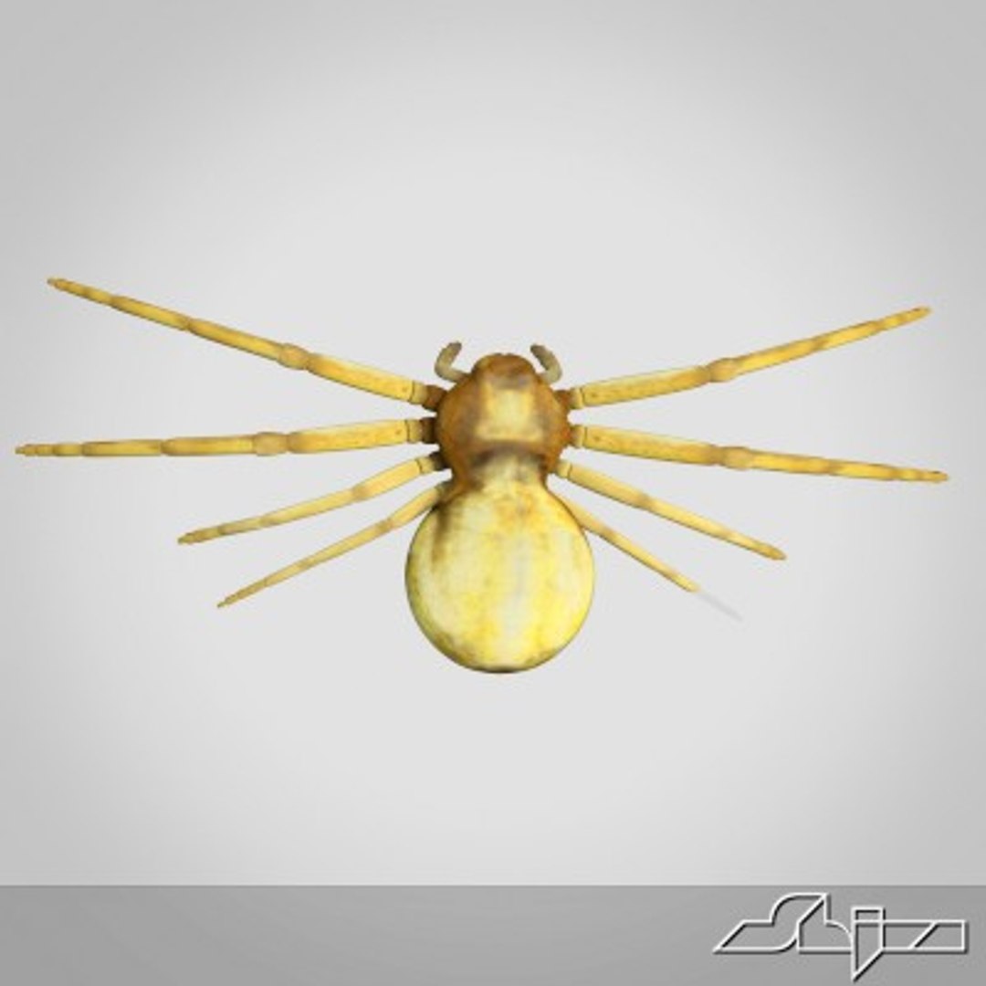3d Model Spider