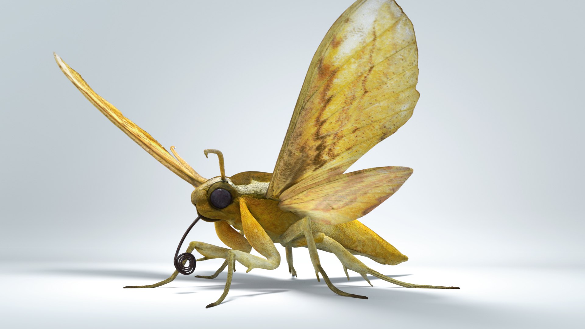 3D Moth Rigged - TurboSquid 1307239