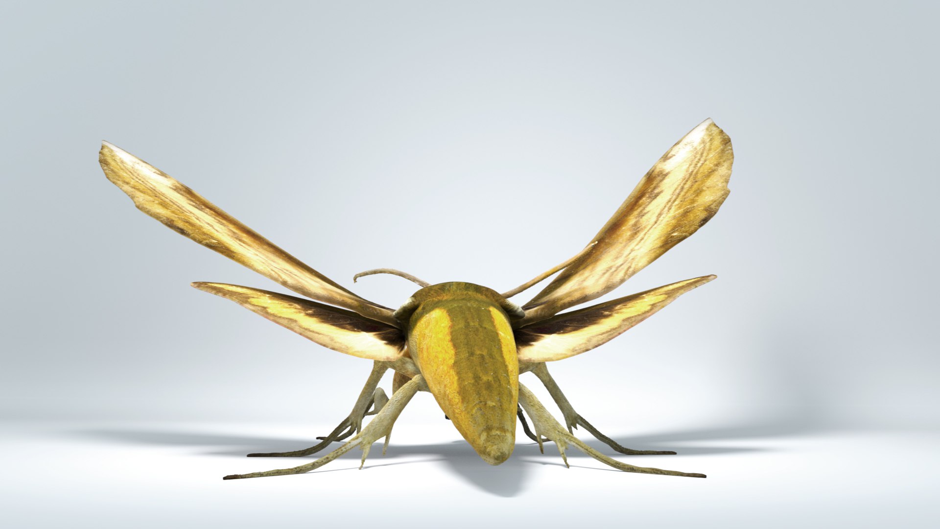 3D Moth Rigged - TurboSquid 1307239
