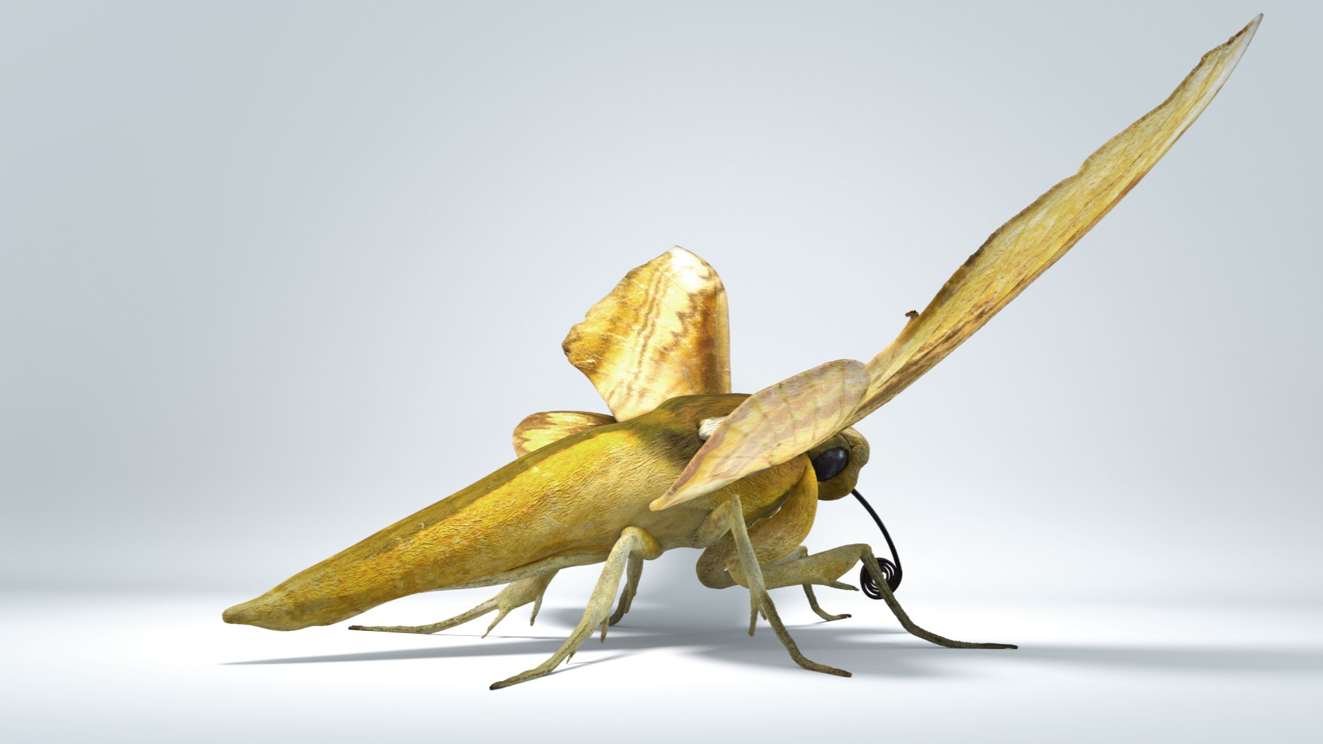 3D Moth Rigged - TurboSquid 1307239