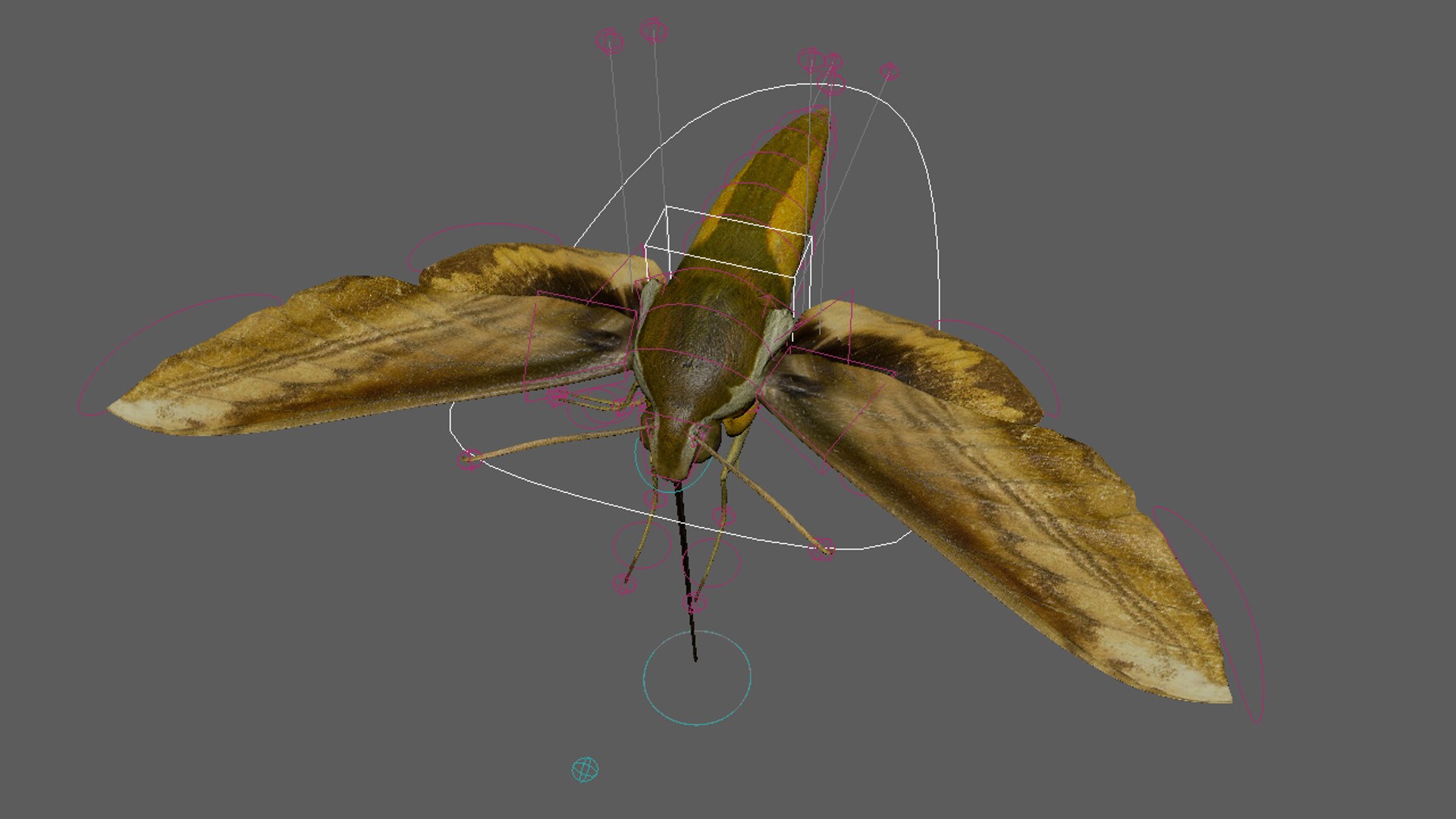 3D Moth Rigged - TurboSquid 1307239