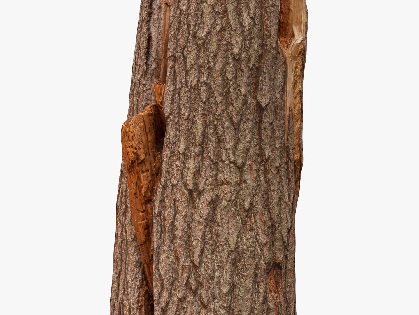 3D Broken Tree Trunk - TurboSquid 1465566