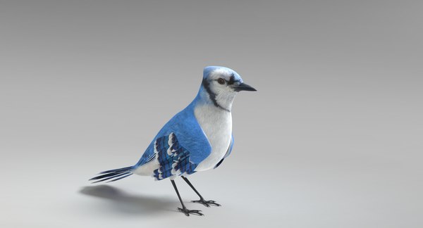 3D set birds owl animations - TurboSquid 1296220