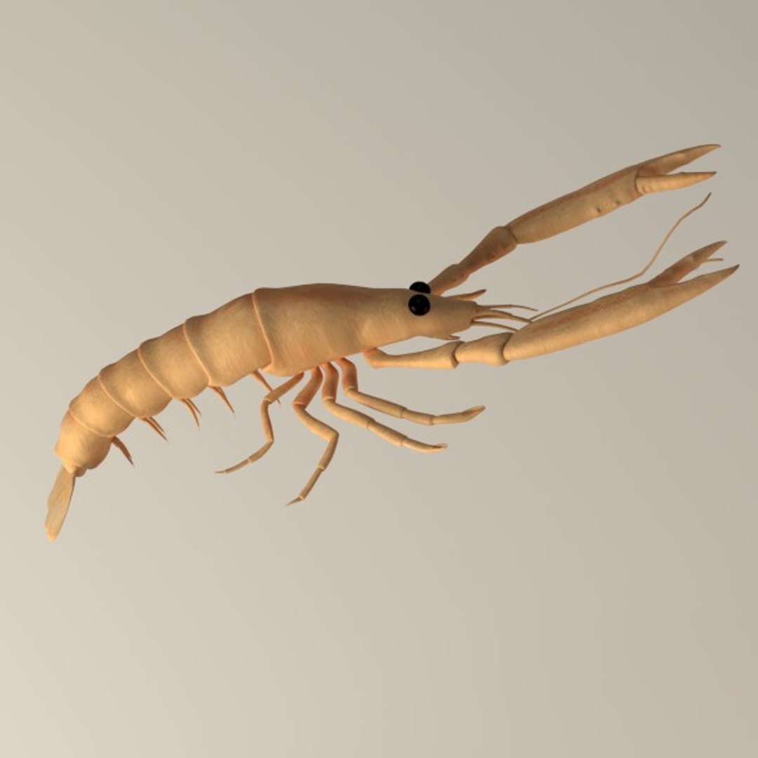 Scampi 3d Obj