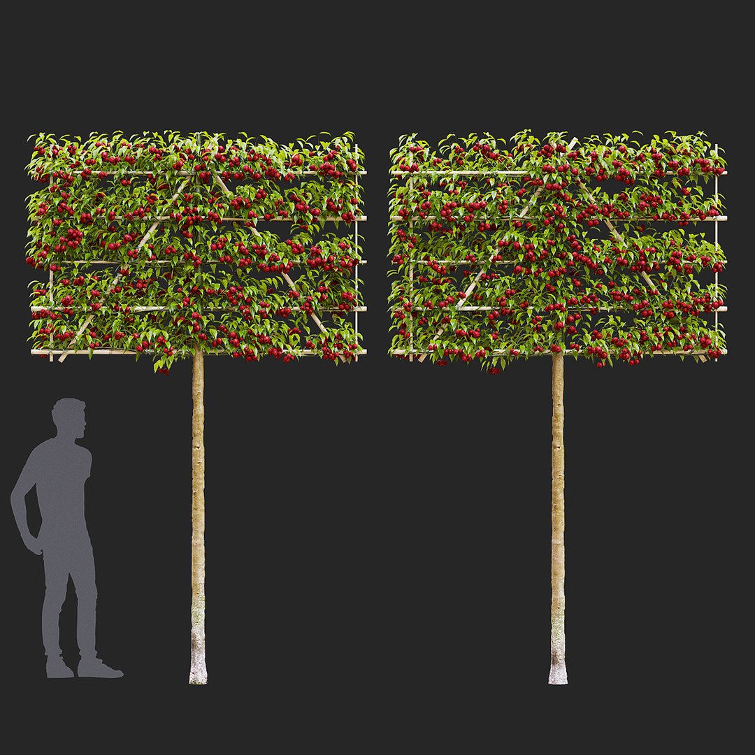 3D Malus Fruit Tree Espalier - TurboSquid 1988504