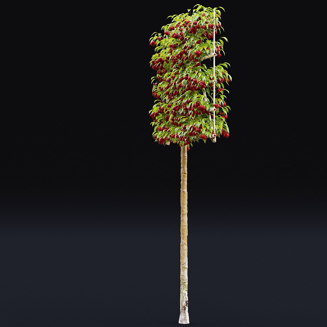 3D Malus Fruit Tree Espalier - TurboSquid 1988504