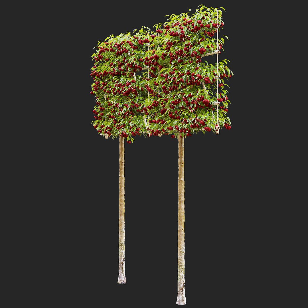 3D Malus Fruit Tree Espalier - TurboSquid 1988504