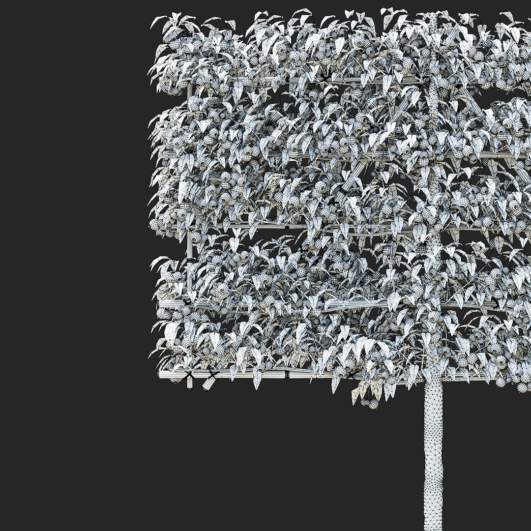 3D Malus Fruit Tree Espalier - TurboSquid 1988504