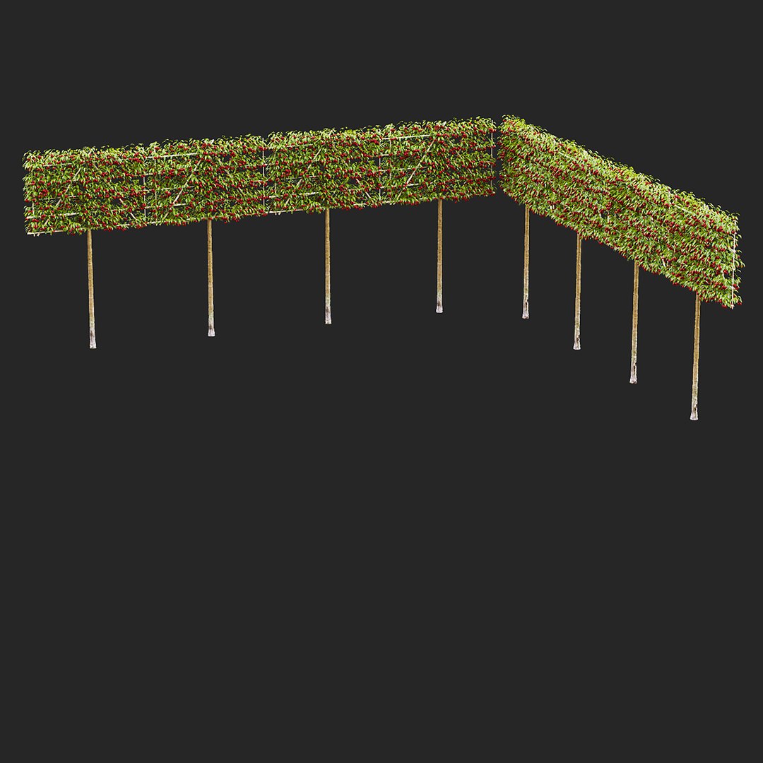 3D Malus Fruit Tree Espalier - TurboSquid 1988504