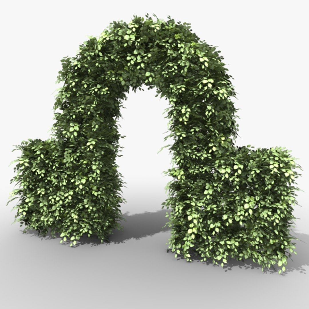 common beech hedge arch 3ds