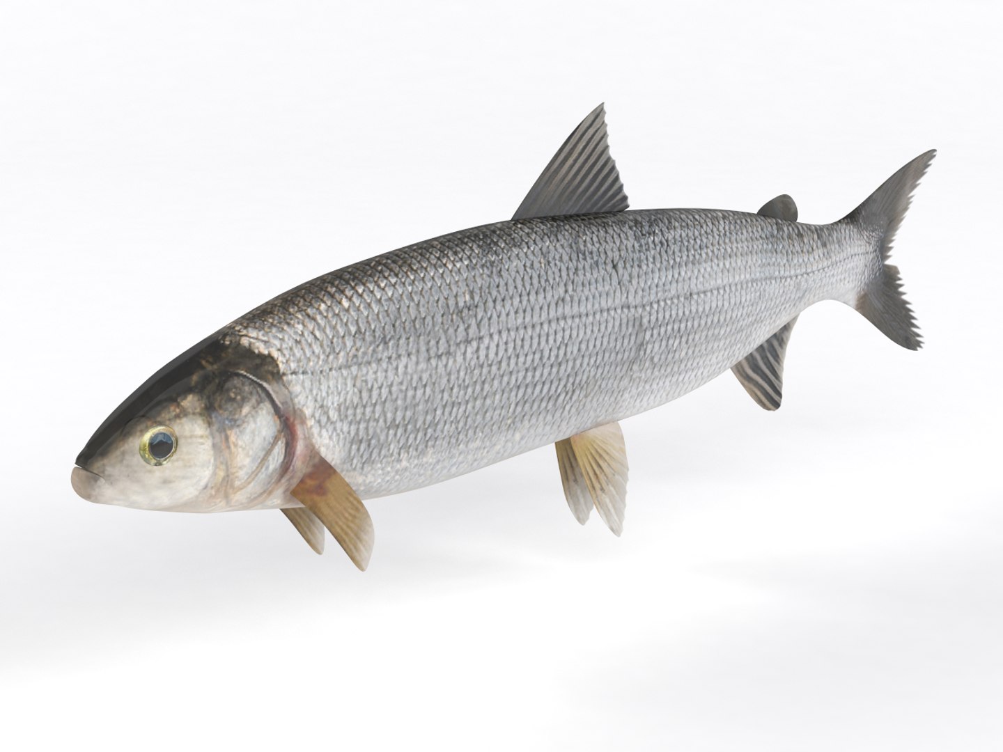 3D Fish Whitefish Model - TurboSquid 1446189