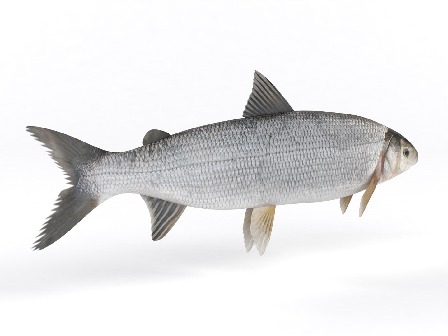 3D Fish Whitefish Model - TurboSquid 1446189
