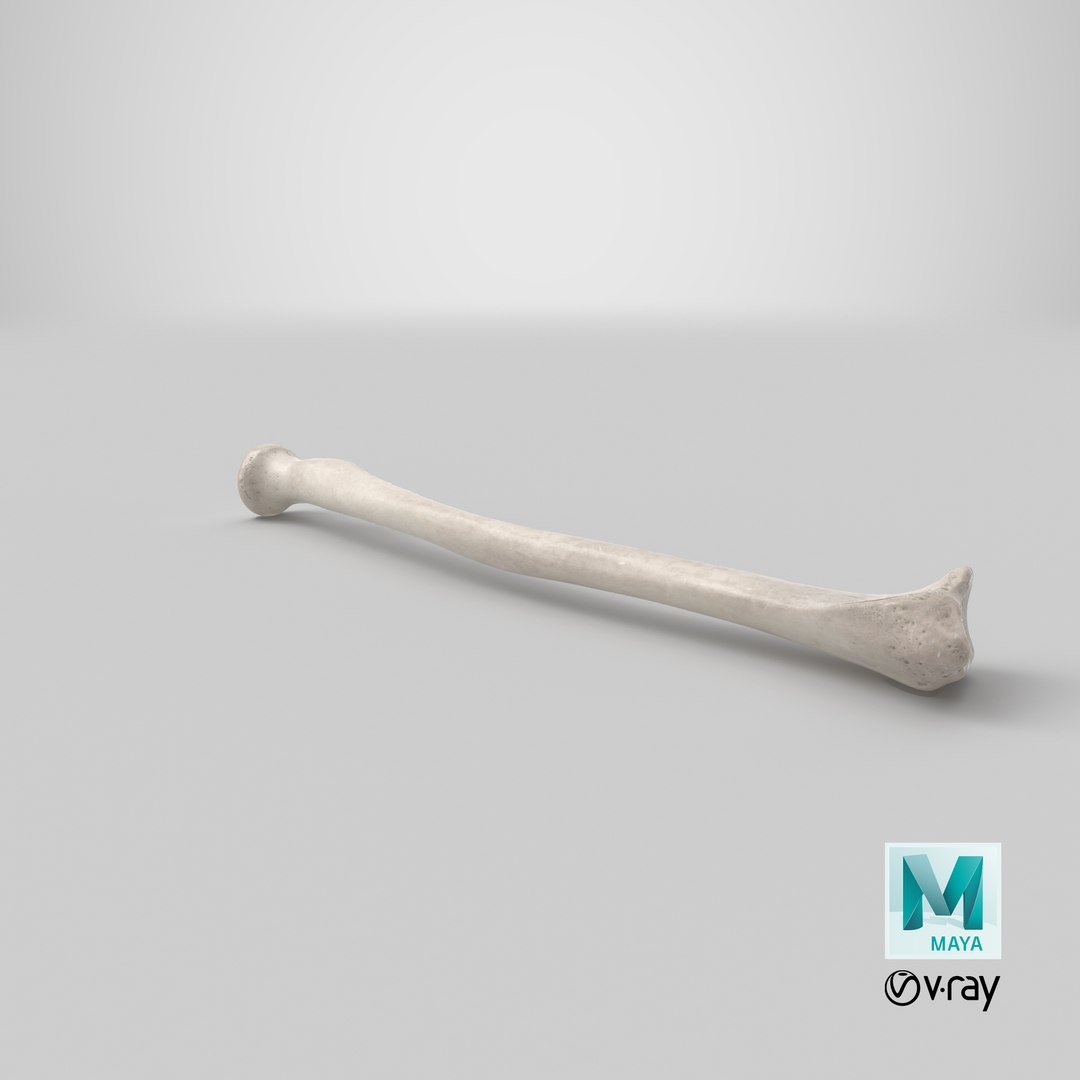 Human radius radial bone 3D model - TurboSquid 1546712