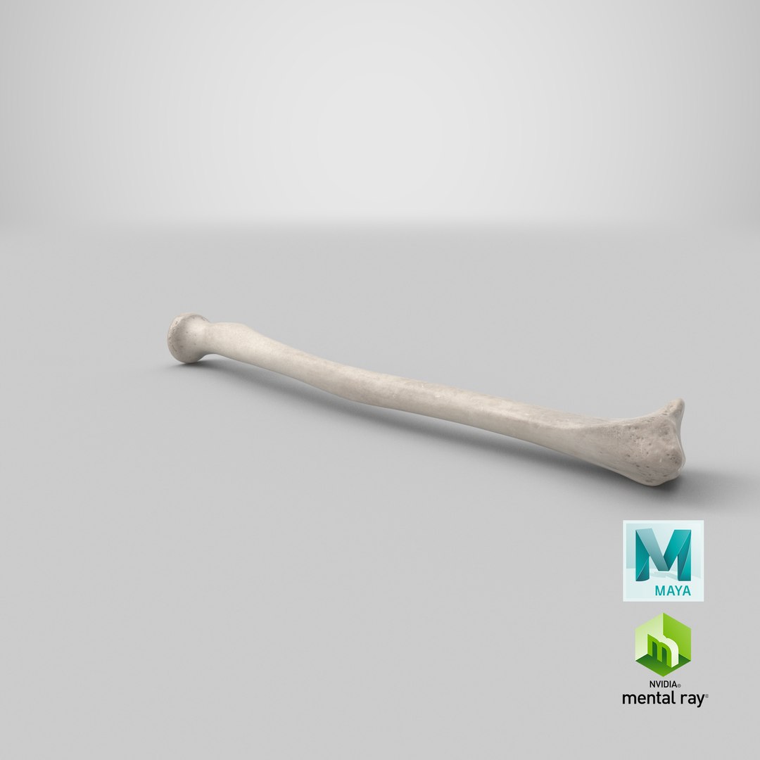 Human radius radial bone 3D model - TurboSquid 1546712