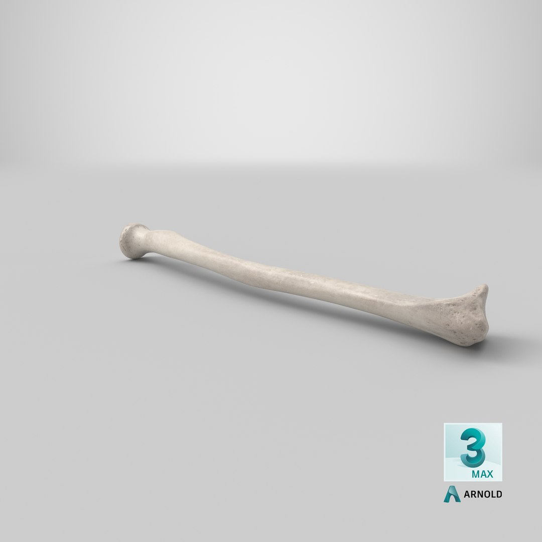Human radius radial bone 3D model - TurboSquid 1546712