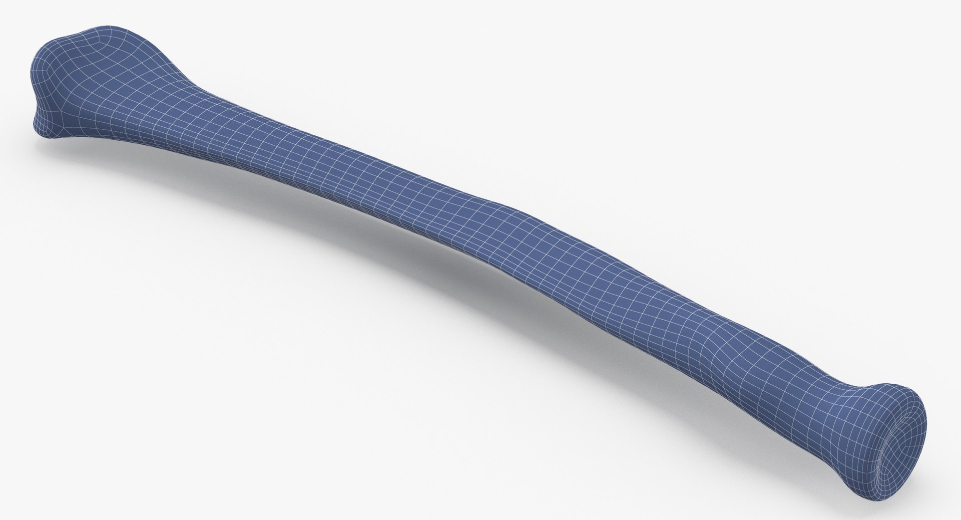 Human radius radial bone 3D model - TurboSquid 1546712