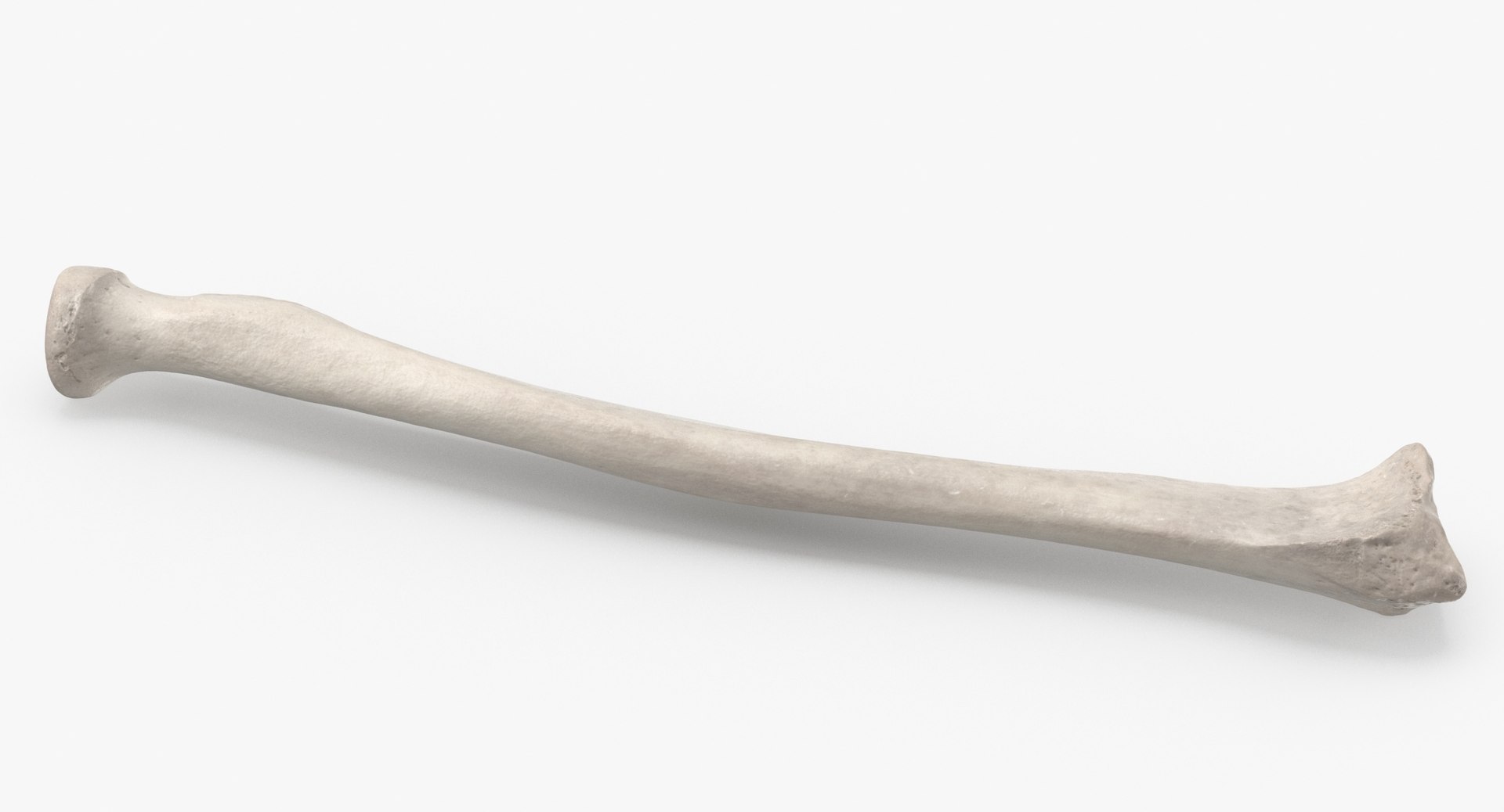 Human radius radial bone 3D model - TurboSquid 1546712