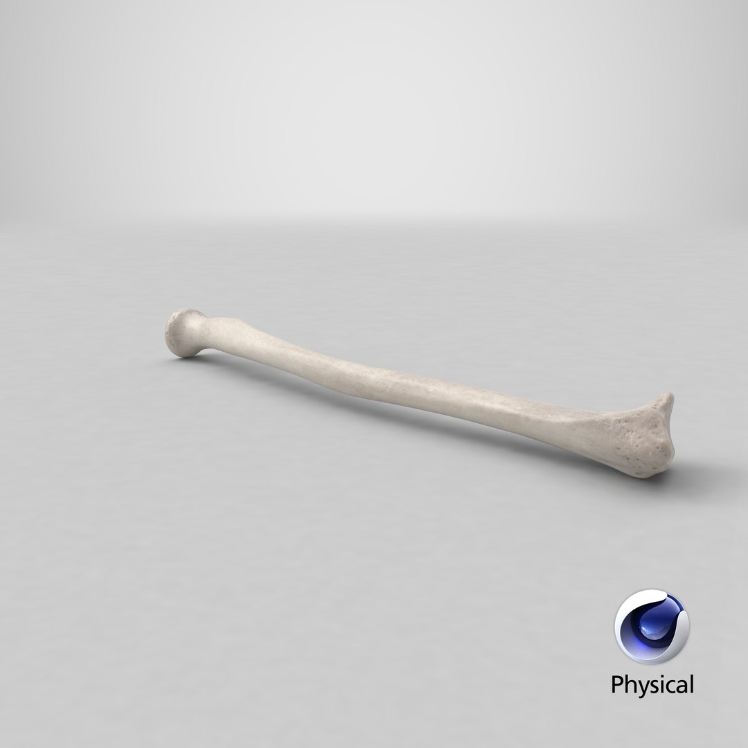 Human radius radial bone 3D model - TurboSquid 1546712