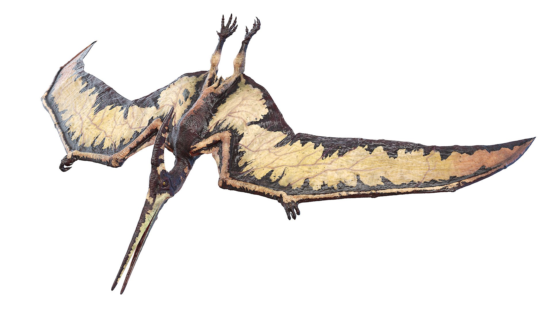 Pteranodon 3D model - TurboSquid 1665964