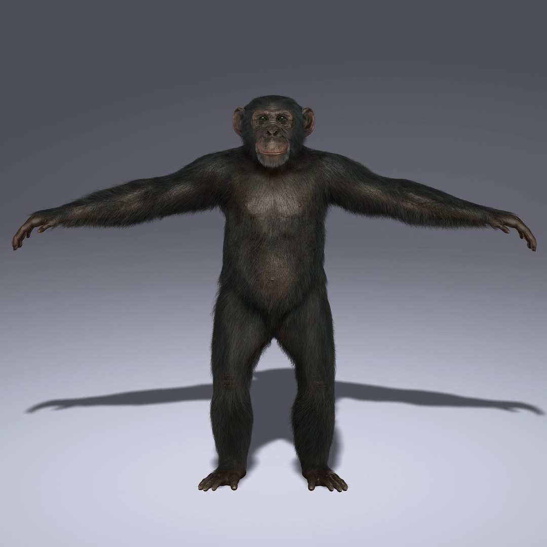 3d Model Chimp Fur Animation