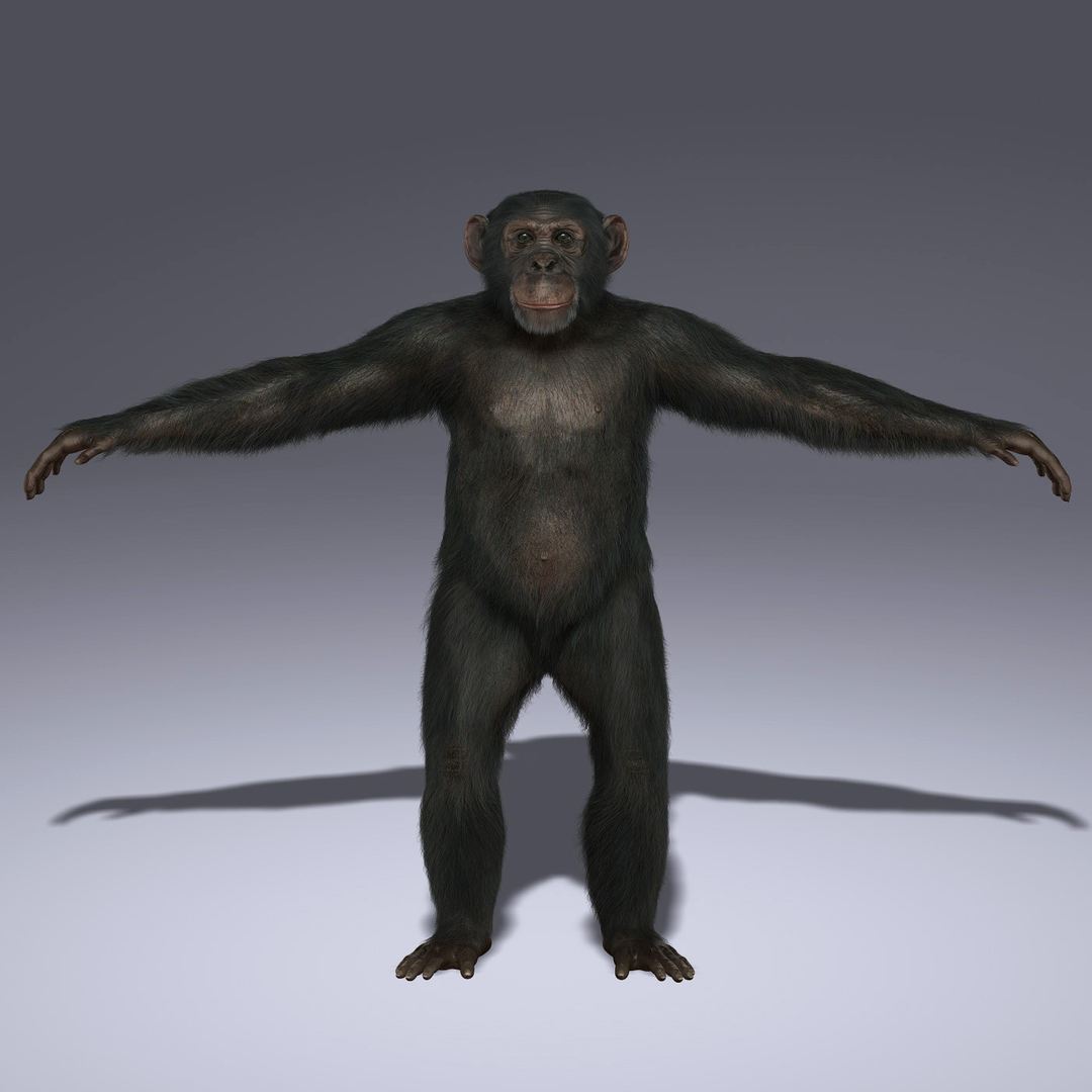 3d model chimp fur animation