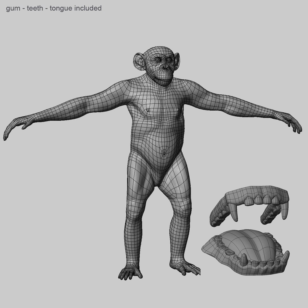 3d Model Chimp Fur Animation