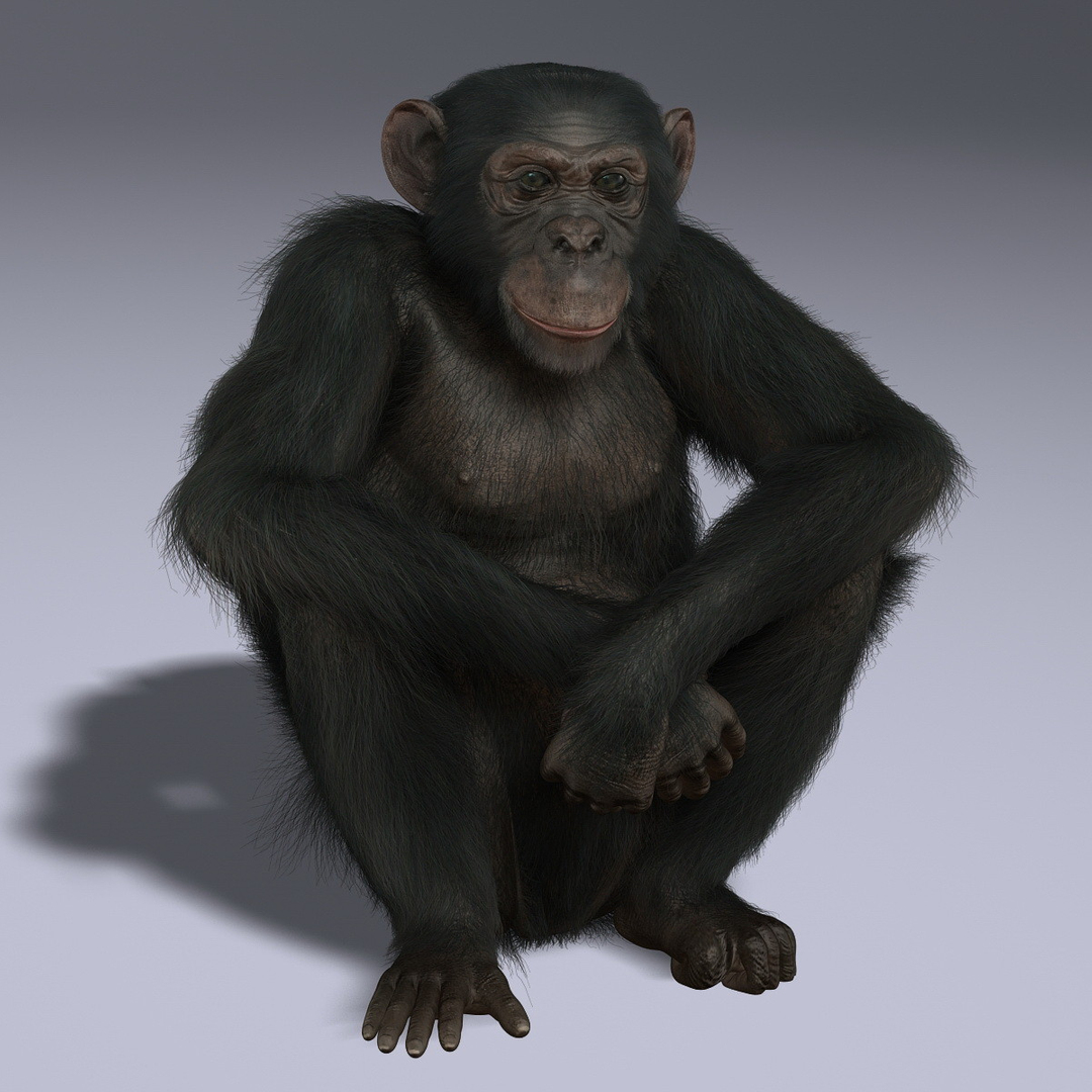 3d model chimp fur animation