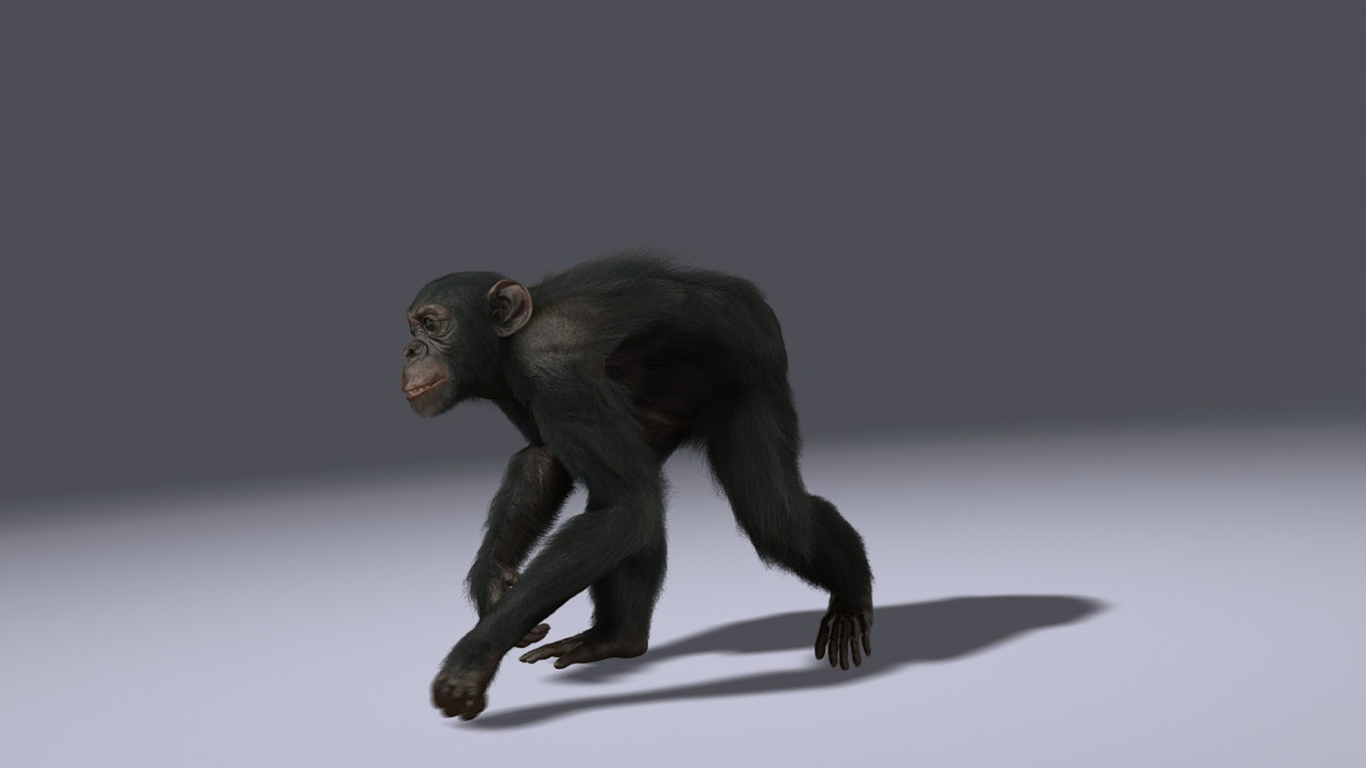 3d Model Chimp Fur Animation