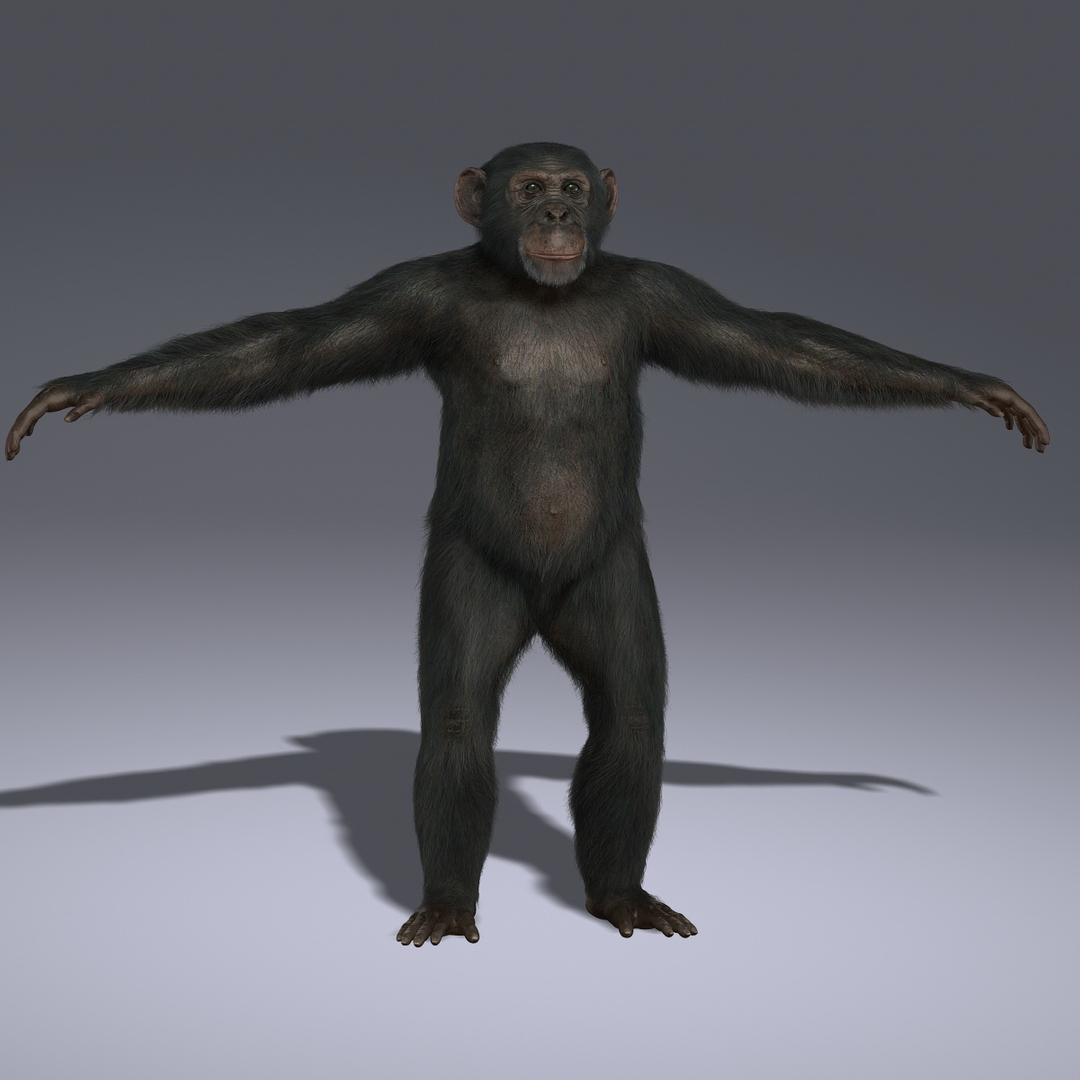 3d Model Chimp Fur Animation