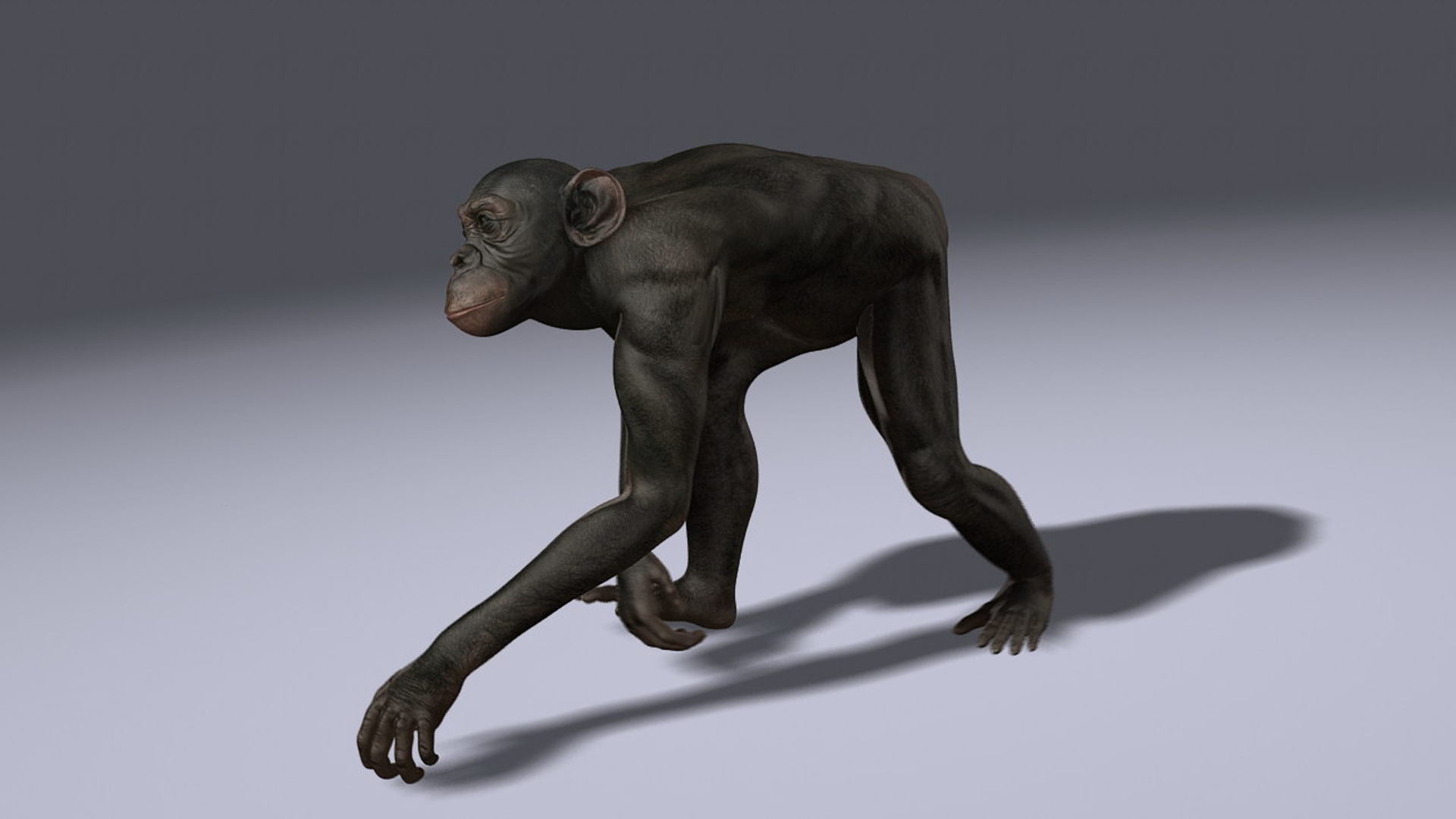 3d Model Chimp Fur Animation