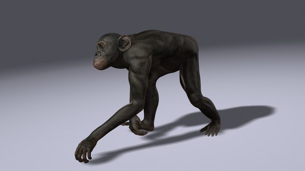 3d model chimp fur animation