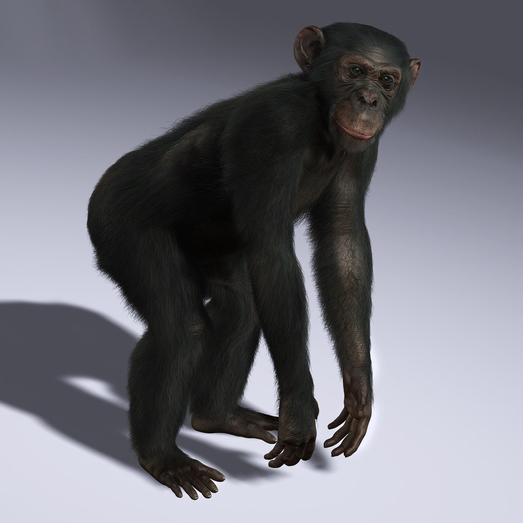 3d Model Chimp Fur Animation