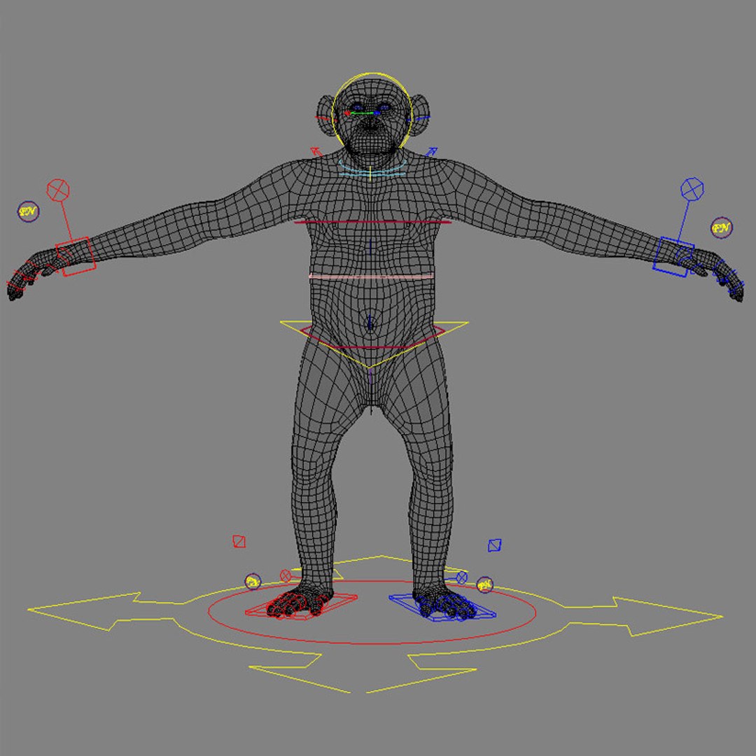 3d Model Chimp Fur Animation