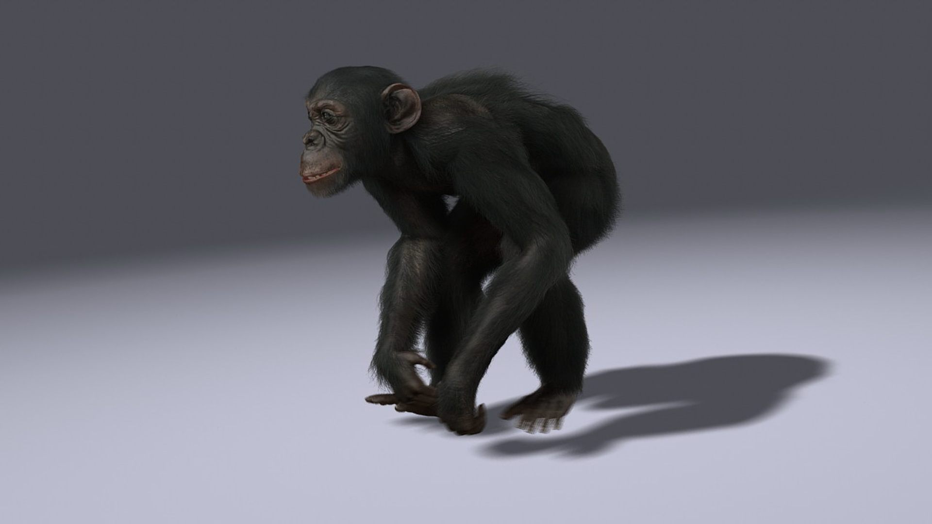 3d Model Chimp Fur Animation