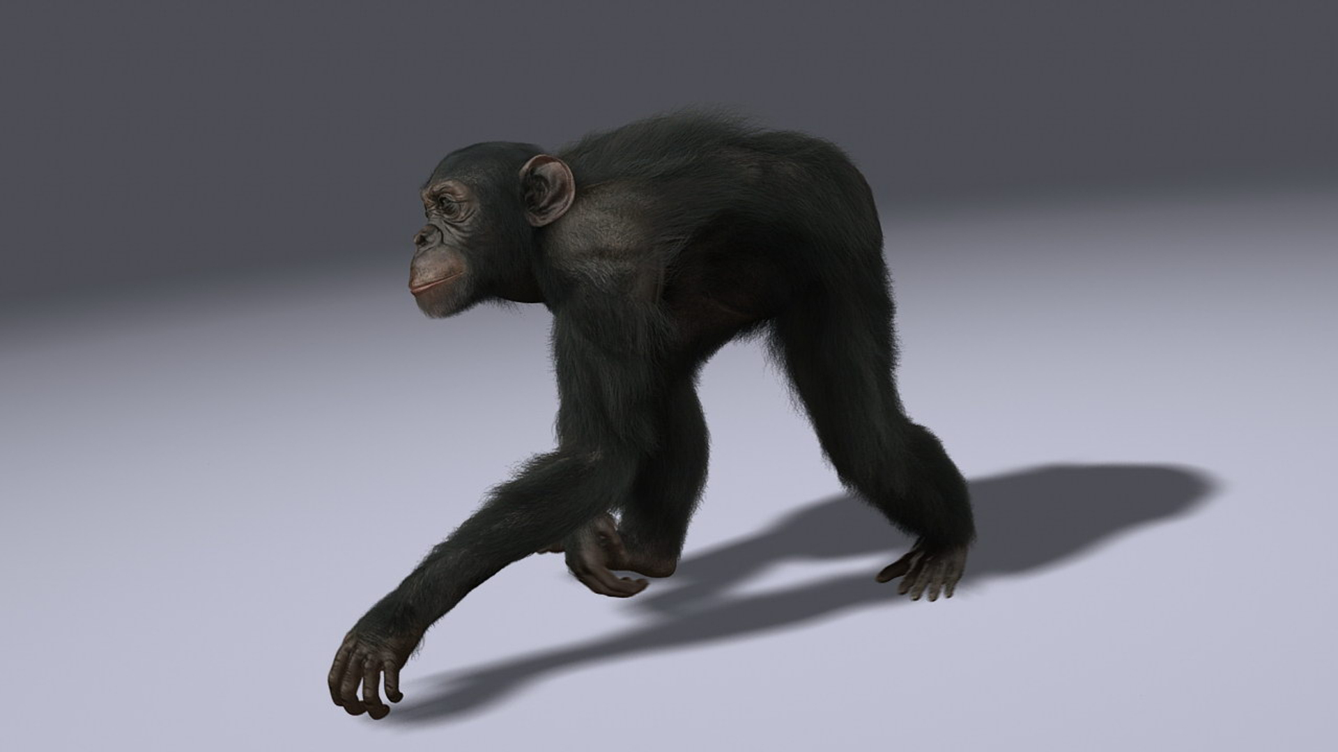 3d Model Chimp Fur Animation