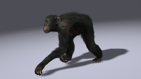 3d model chimp fur animation
