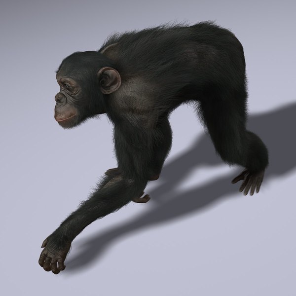 3d model chimp fur animation