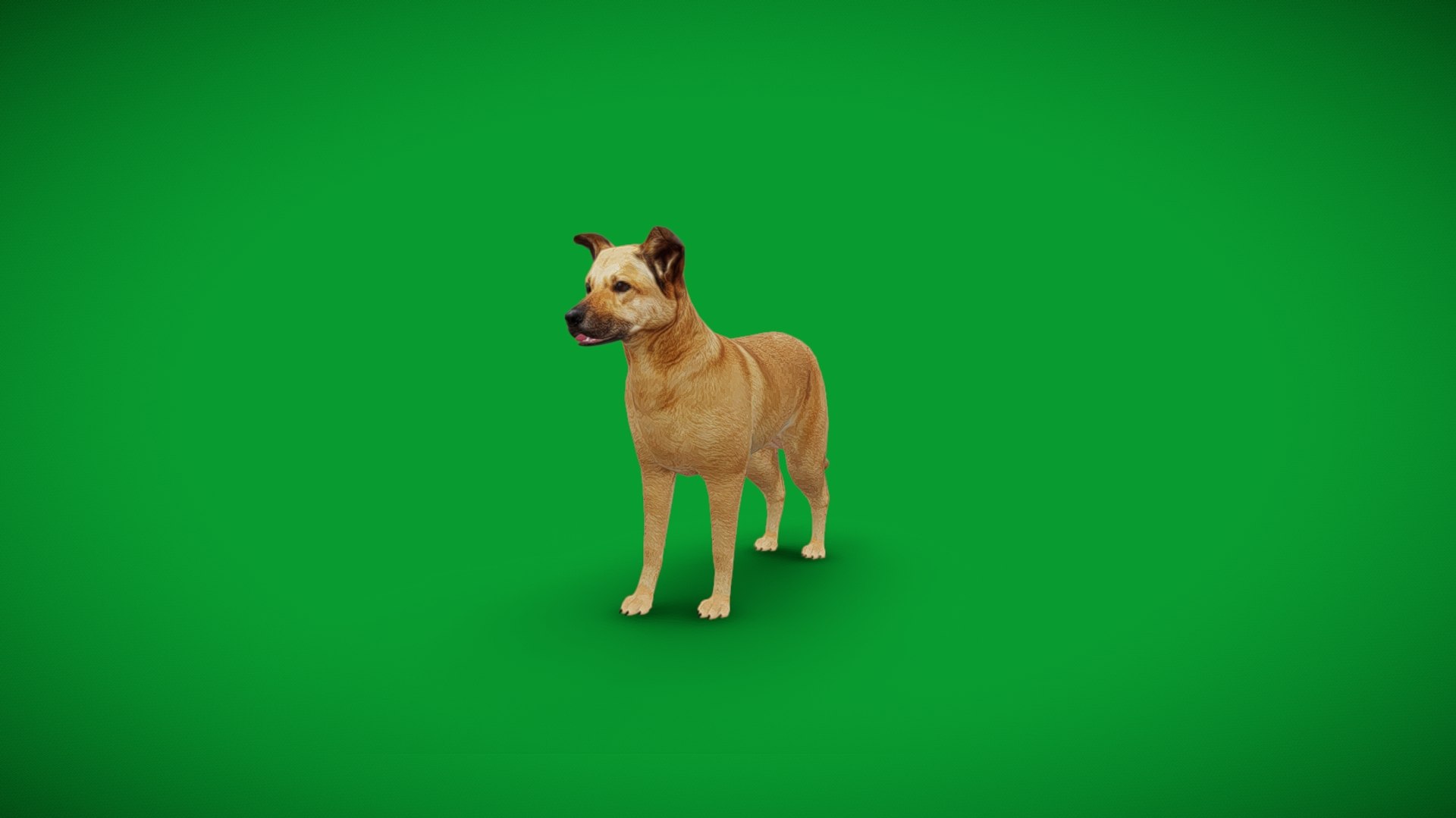 Chinook Dog 3D Model - TurboSquid 2517879