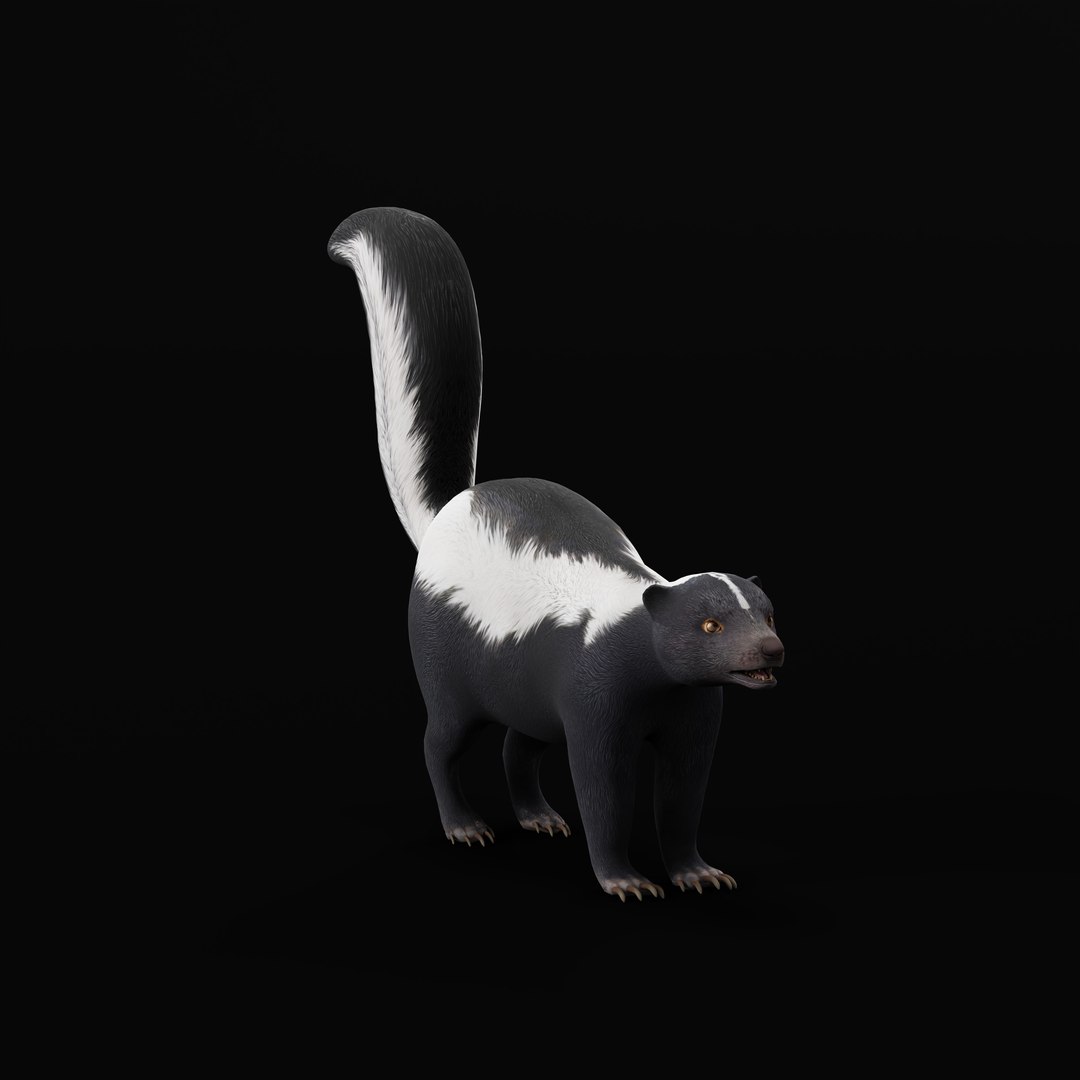 Striped Skunk 3D Model - TurboSquid 2385360