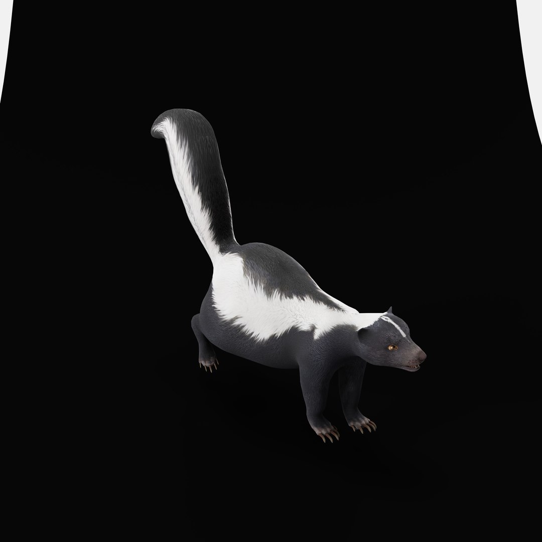 Striped Skunk 3D Model - TurboSquid 2385360