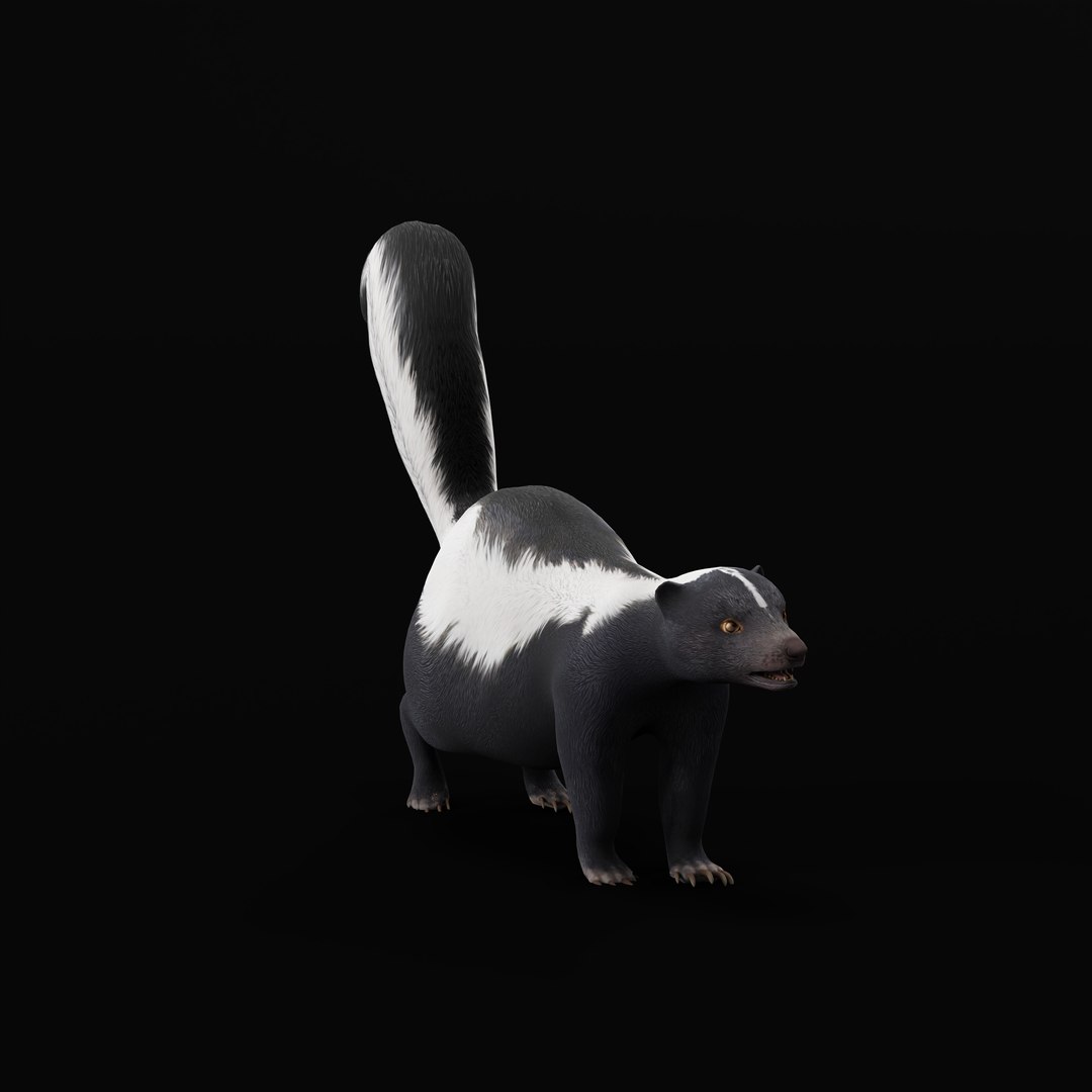 Striped Skunk 3D Model - TurboSquid 2385360