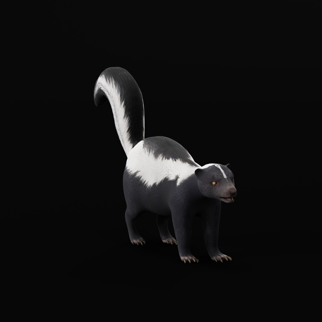 Striped Skunk 3D Model - TurboSquid 2385360