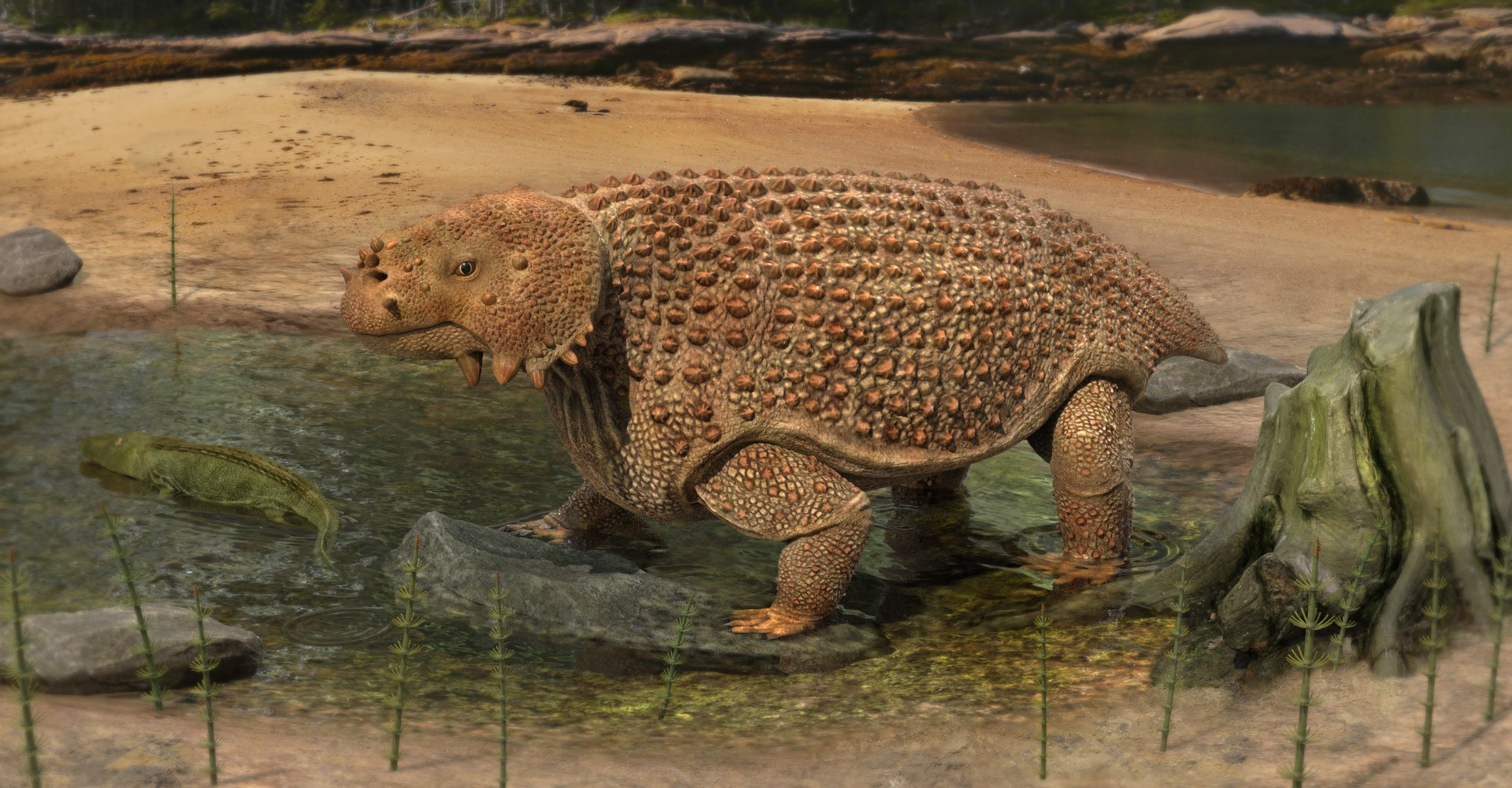 Scutosaurus karpinskii 3D 모델 - TurboSquid 1343716