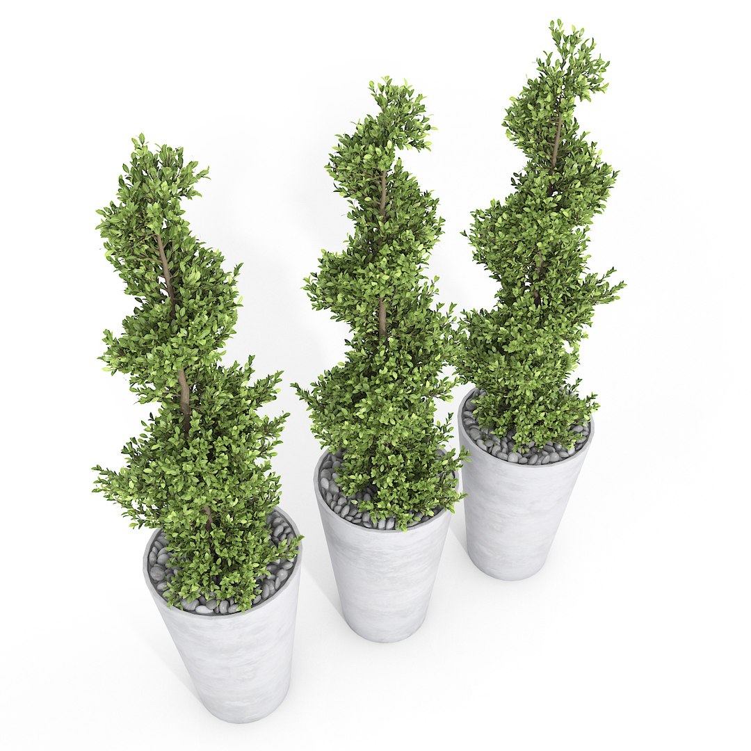 - Boxwood Model - TurboSquid 1164223