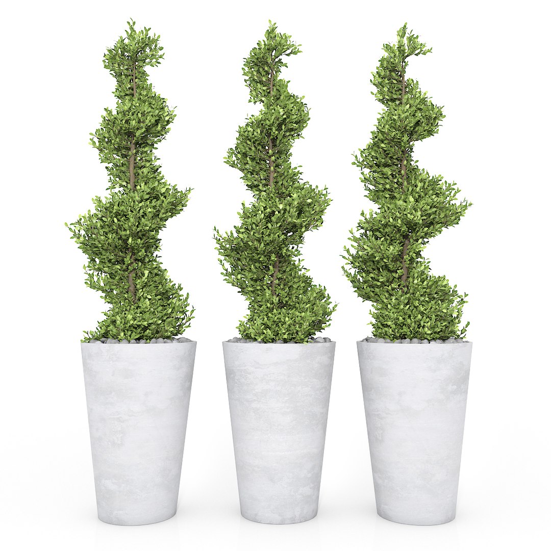 - Boxwood Model - TurboSquid 1164223