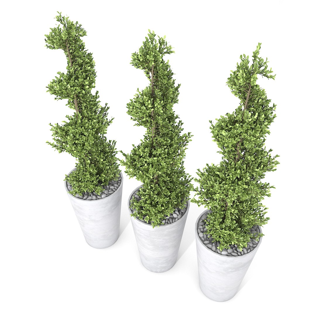 - Boxwood Model - TurboSquid 1164223