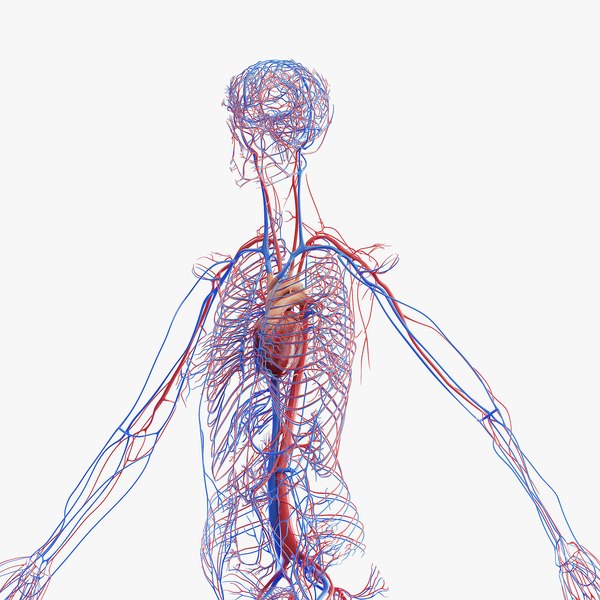 Female Vascular System 3D 모델 - TurboSquid 2010312