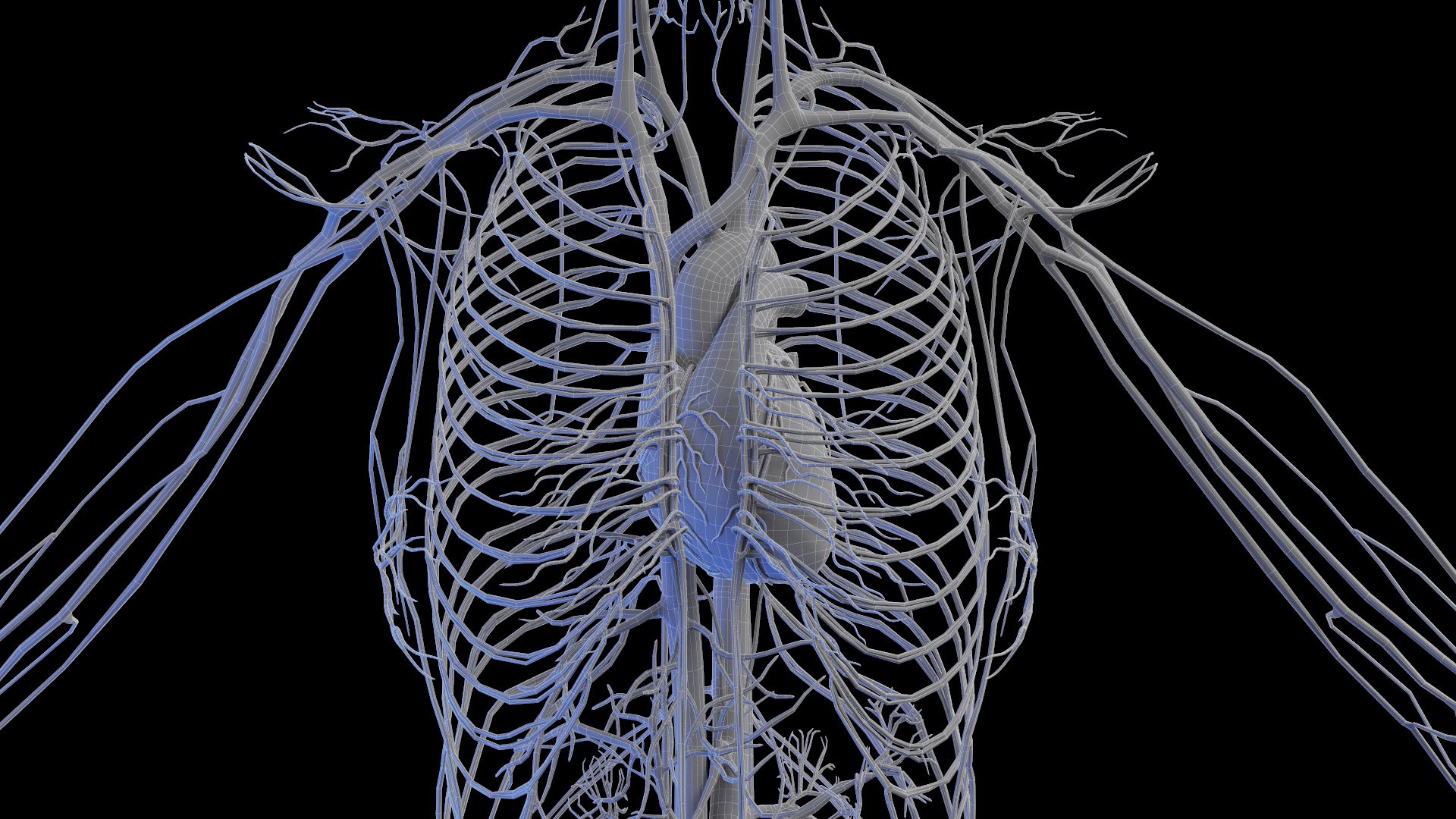 Female Vascular System 3D model - TurboSquid 2010312