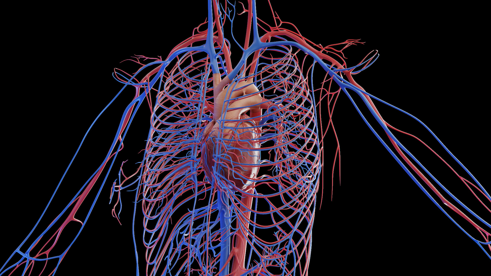 Female Vascular System 3D model - TurboSquid 2010312