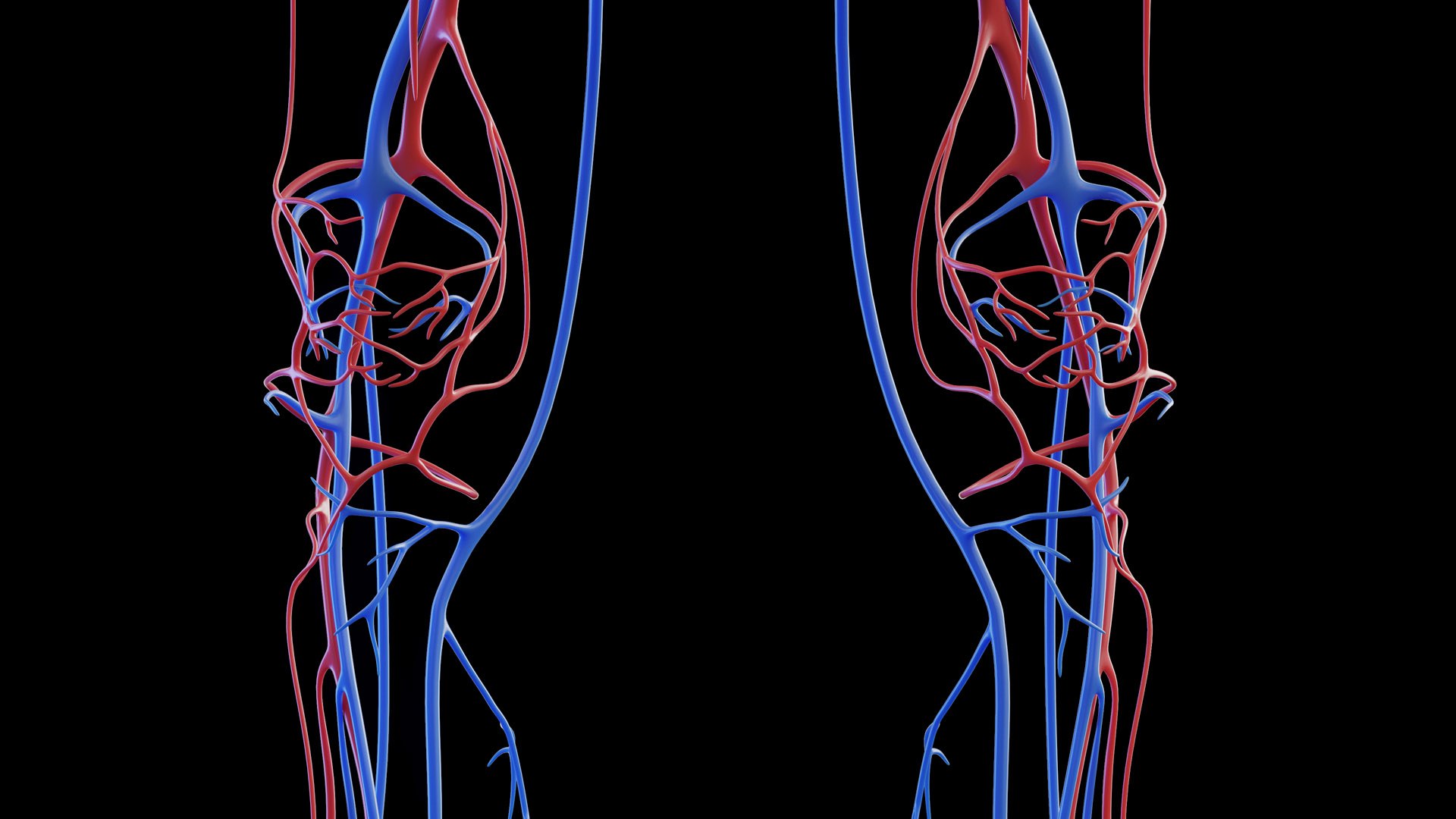Female Vascular System 3D Model - TurboSquid 2010312